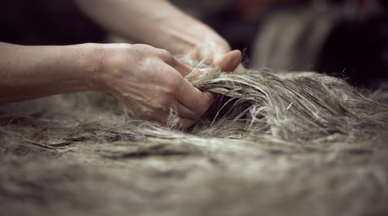 Le lin : son histoire et son avenir – Mijuin